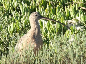 Elkhorn Slough birds | WordCraft.NatureFocus